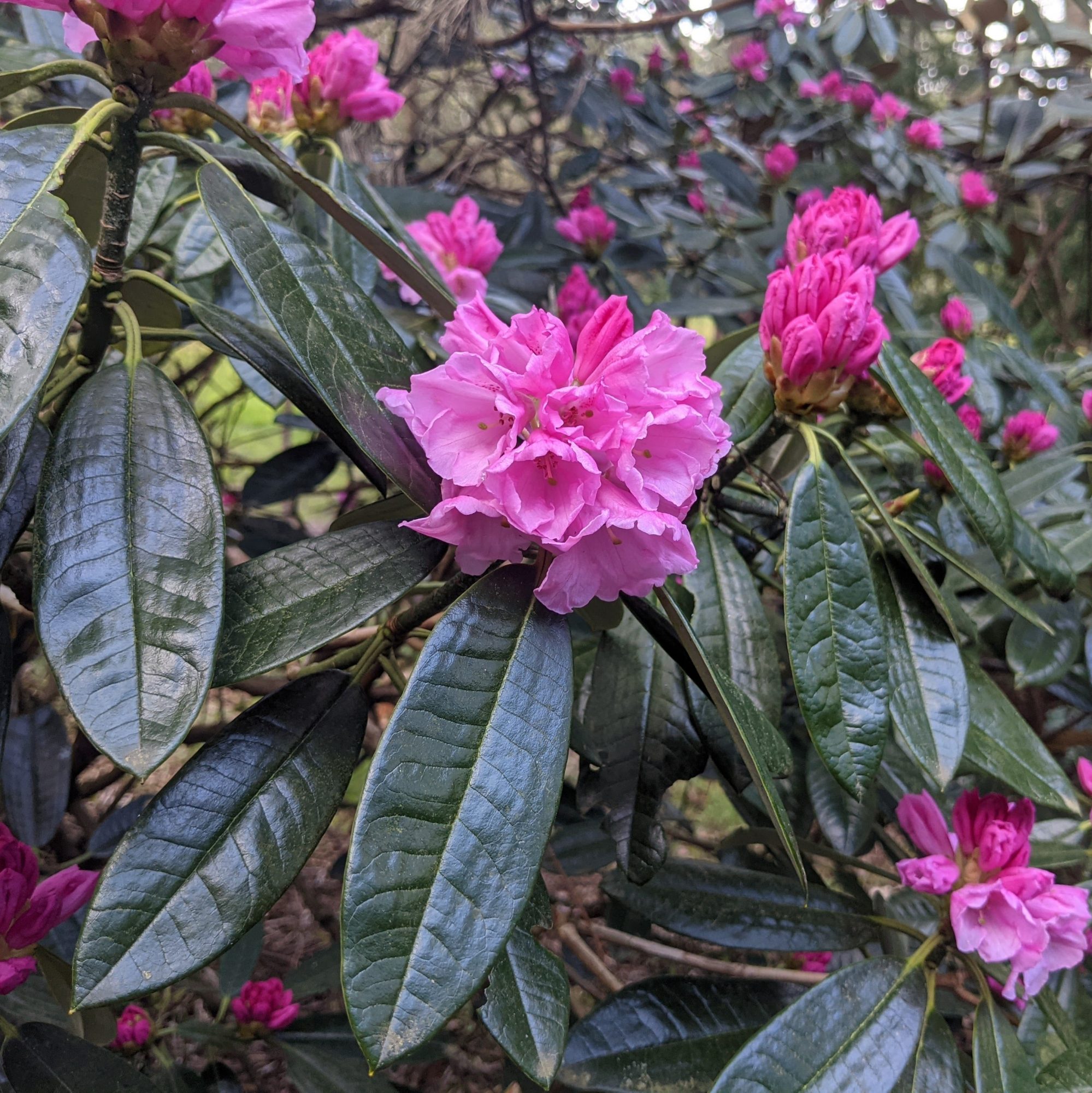 Rhododendron argyrophyllum 'Chinese Silver' - argyrophyllum ...