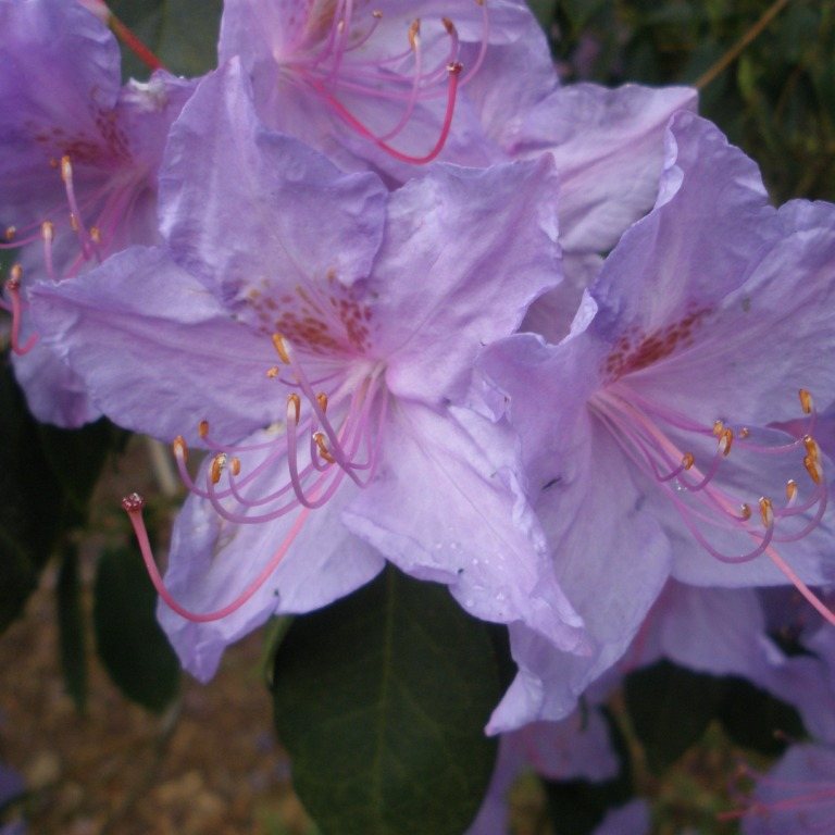 Rhododendron augustinii 'Bowood Blue' - Millais Nurseries