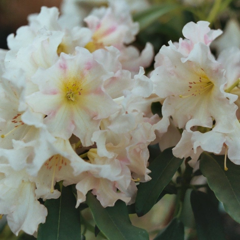 Rhododendron Award - Buy Award Rhododendrons Online - Millais Nurseries