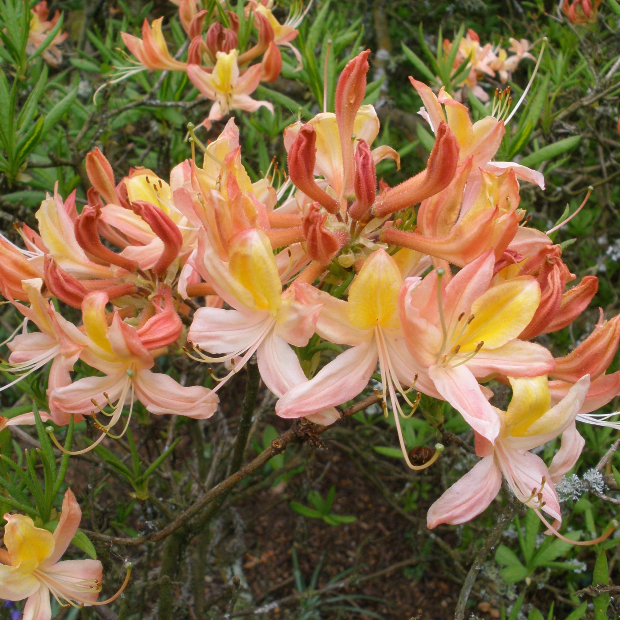 Deciduous Azalea Croceum Tricolor - Deciduous Azaleas - Millais Nurseries