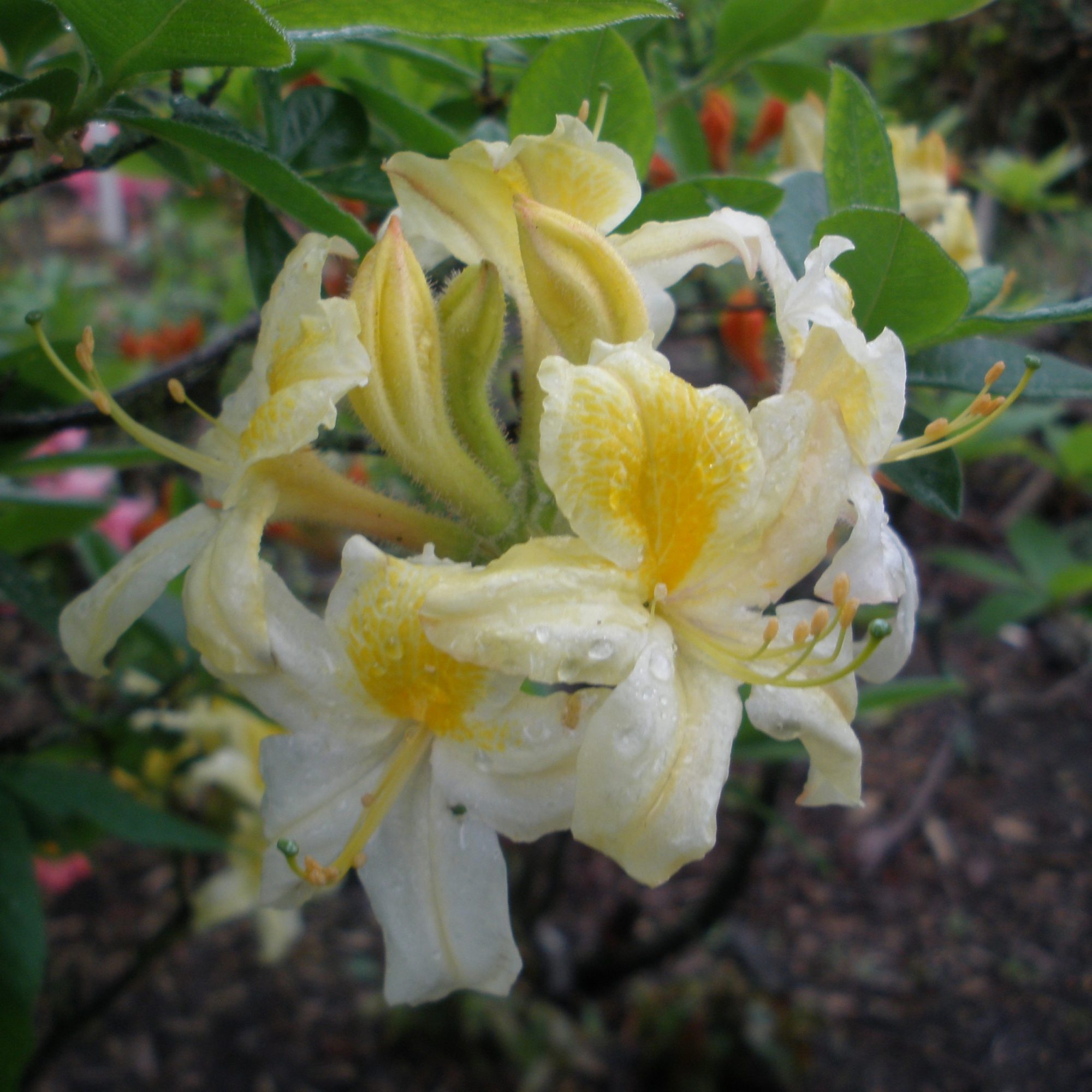 Deciduous Azalea Crosswater Cream and Gold - Deciduous Azaleas ...