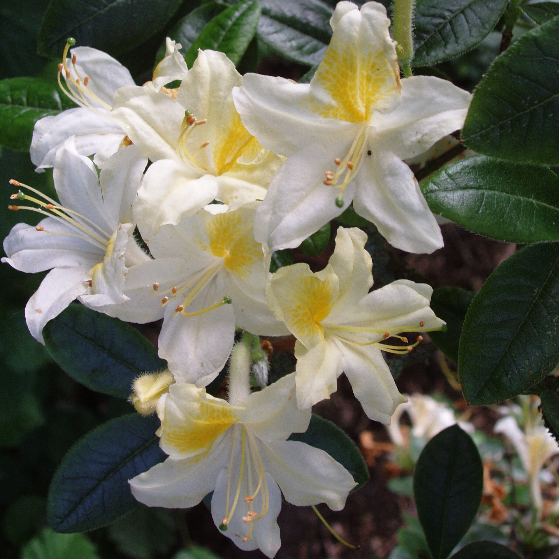 Deciduous Azalea Crosswater Cream and Gold - Deciduous Azaleas ...