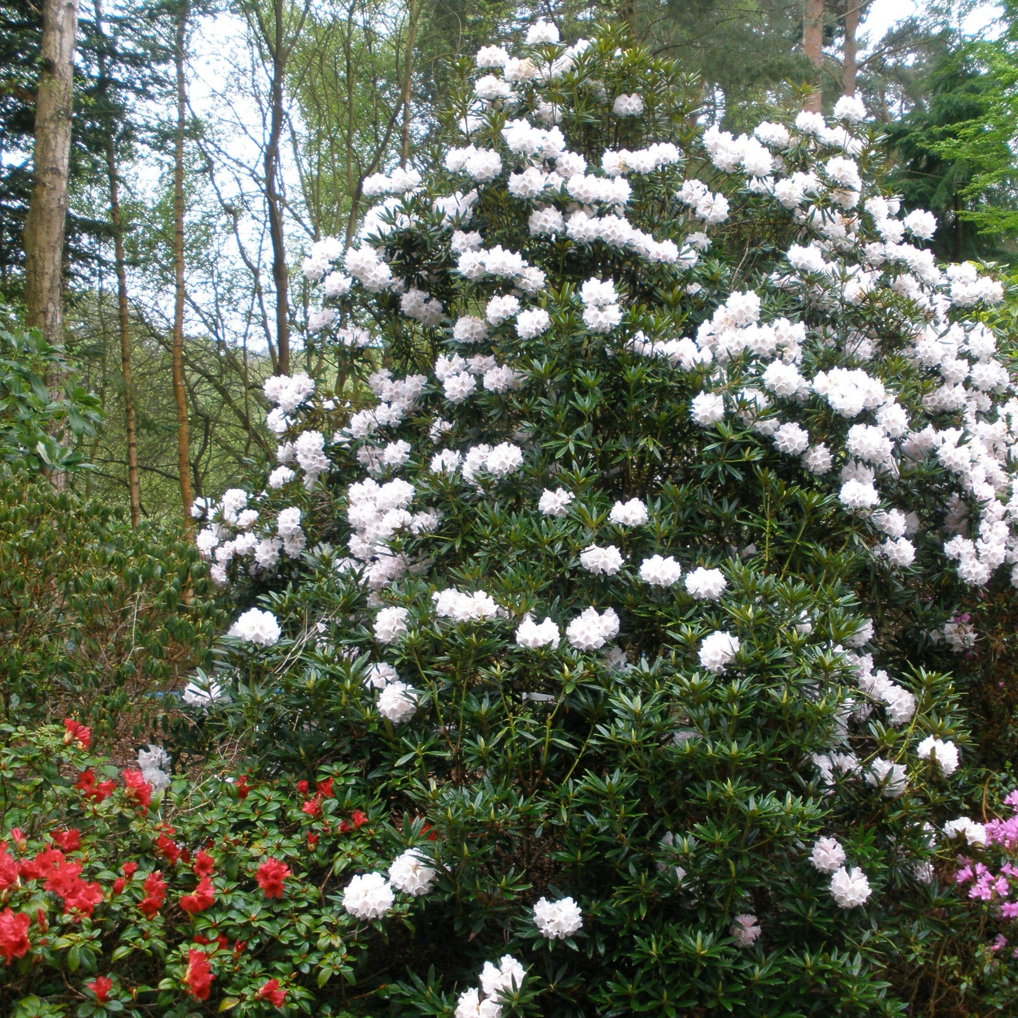 Blewbury Rhododendron AGM - Buy Blewbury yakushimanum Rhododendron ...
