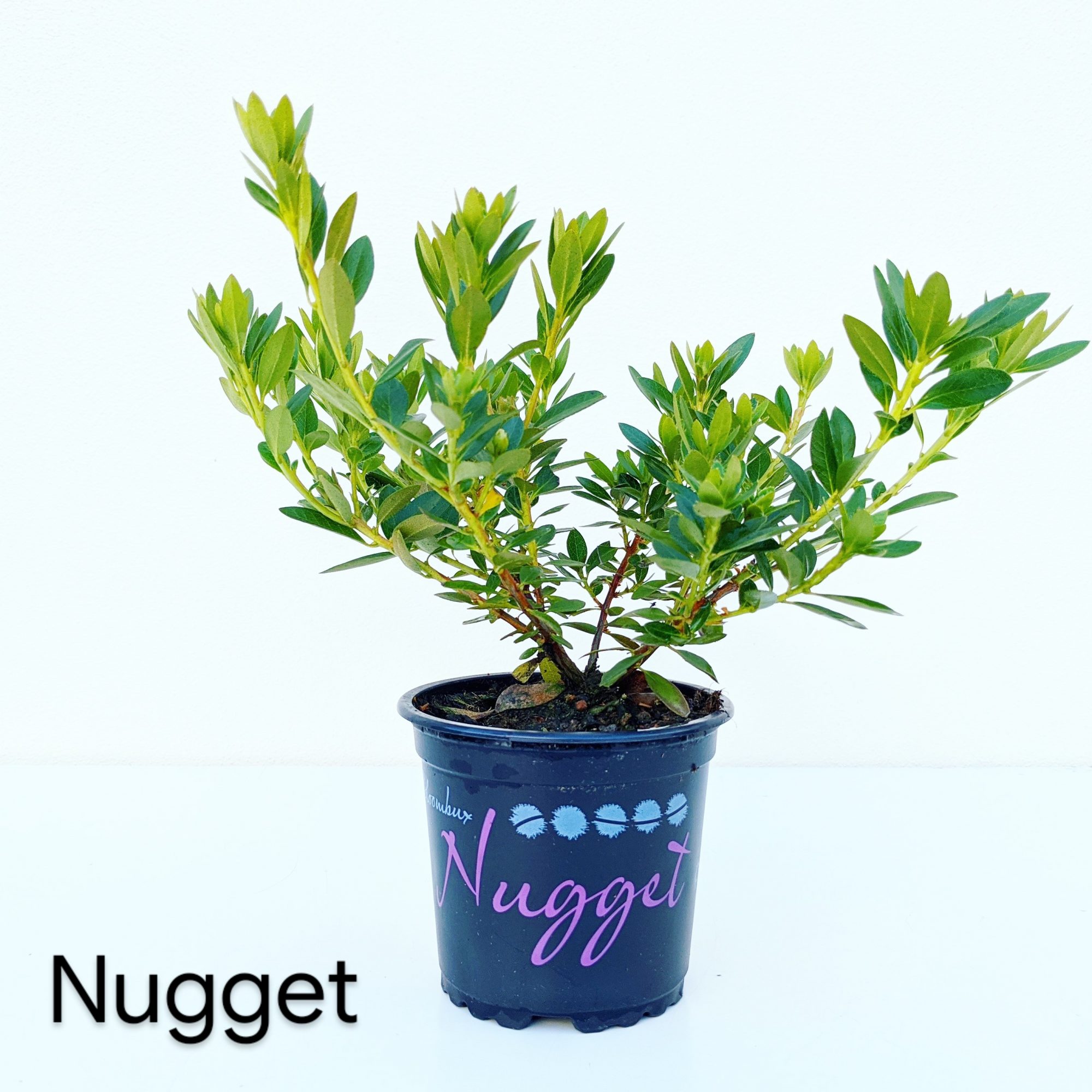 Rhododendron Bloombux INKARHO - Millais Nurseries