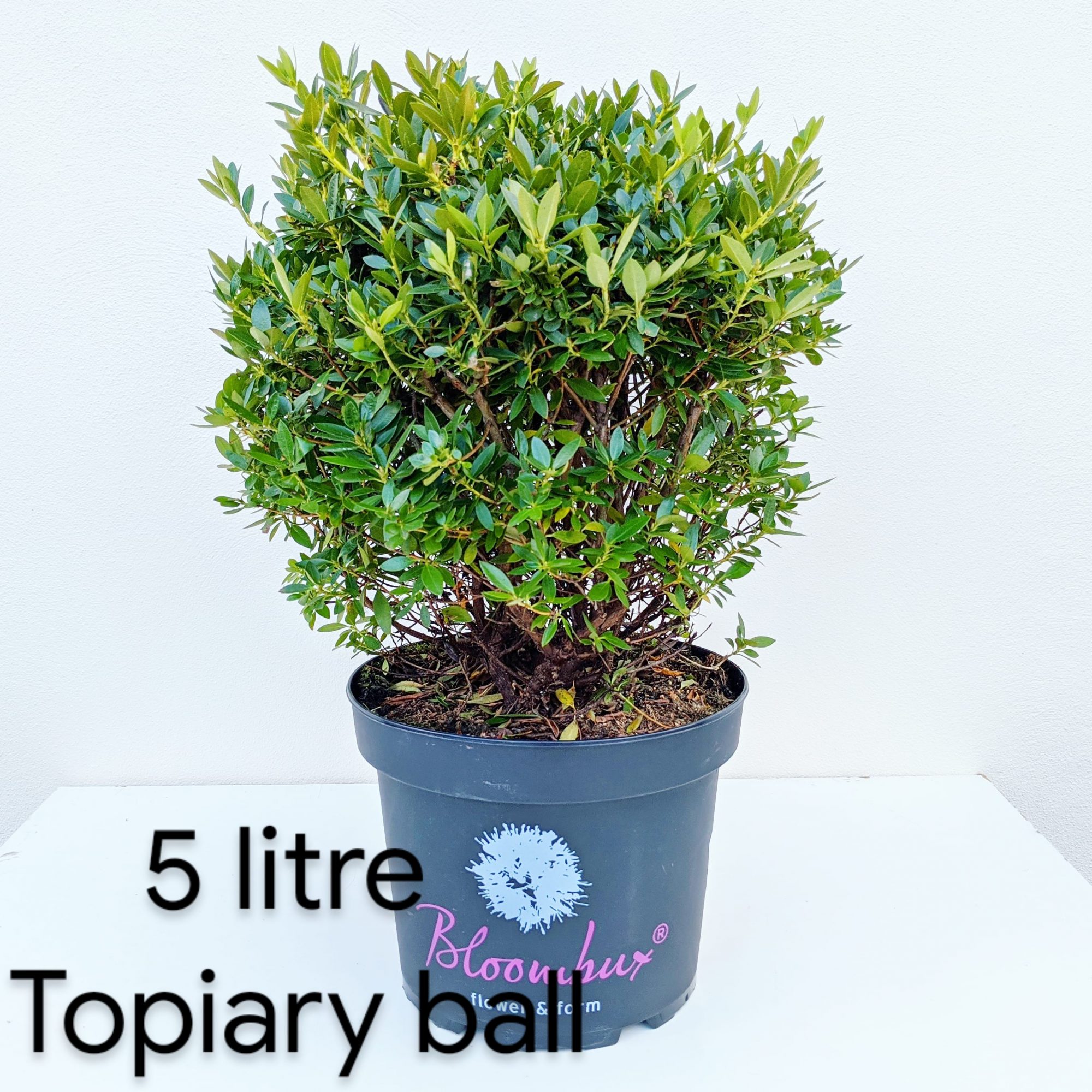 Rhododendron Bloombux INKARHO - Millais Nurseries