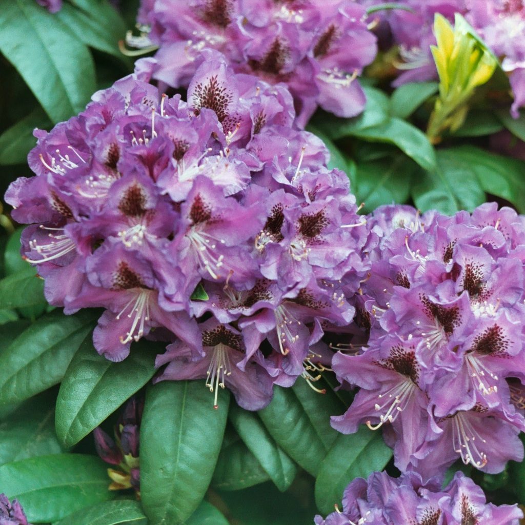 Rhododendron Blue Boy - Buy Blue Boy Rhododendrons Online - Millais ...