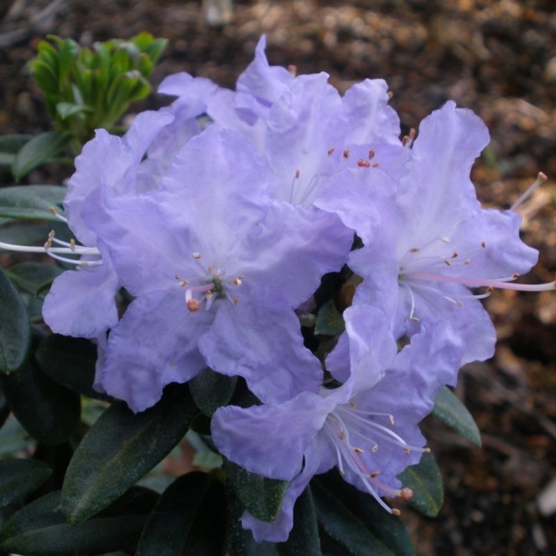Rhododendron Blue Pool - Buy Blue Pool Rhododendrons online - Millais ...