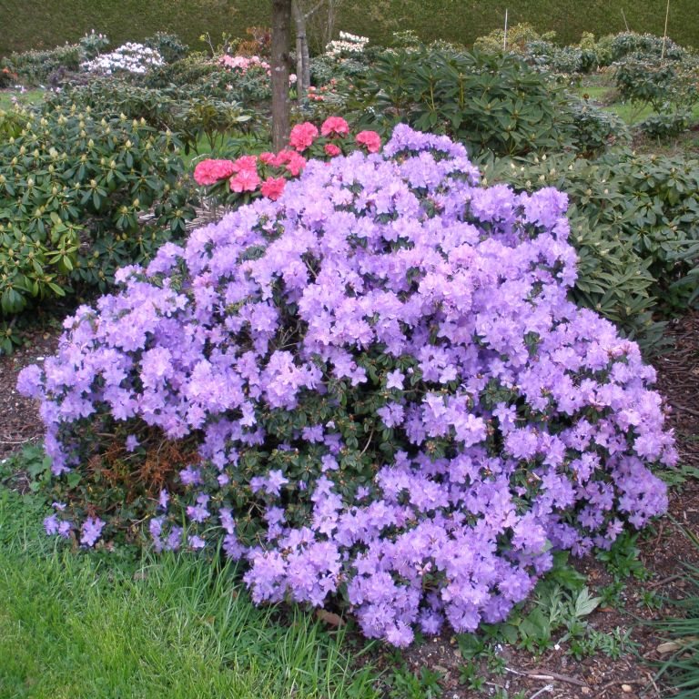 Rhododendron Blue Pool - Buy Blue Pool Rhododendrons online - Millais ...