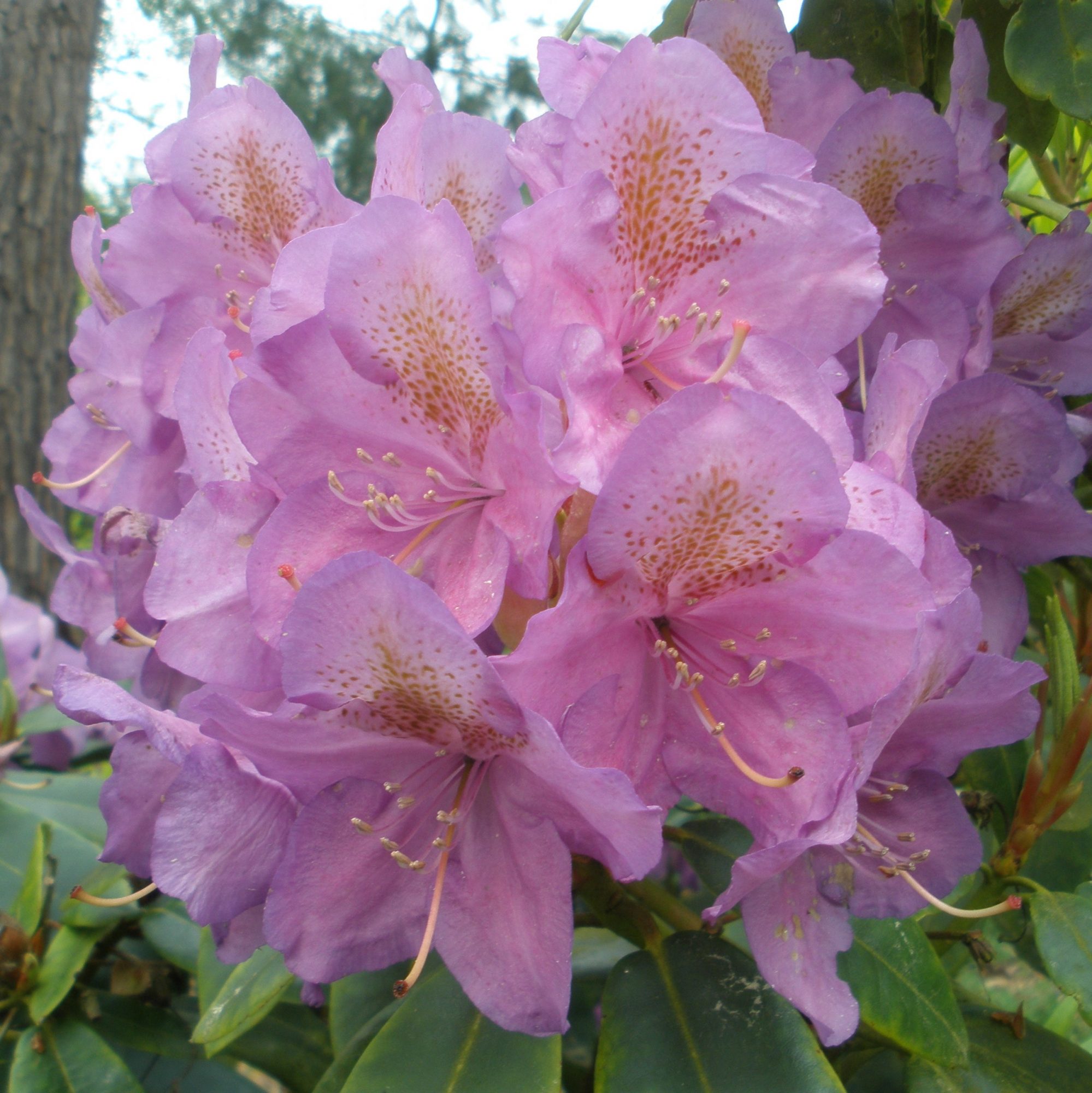 Rhododendron Blutopia - Buy Blutopia Rhododendrons Online - Millais ...