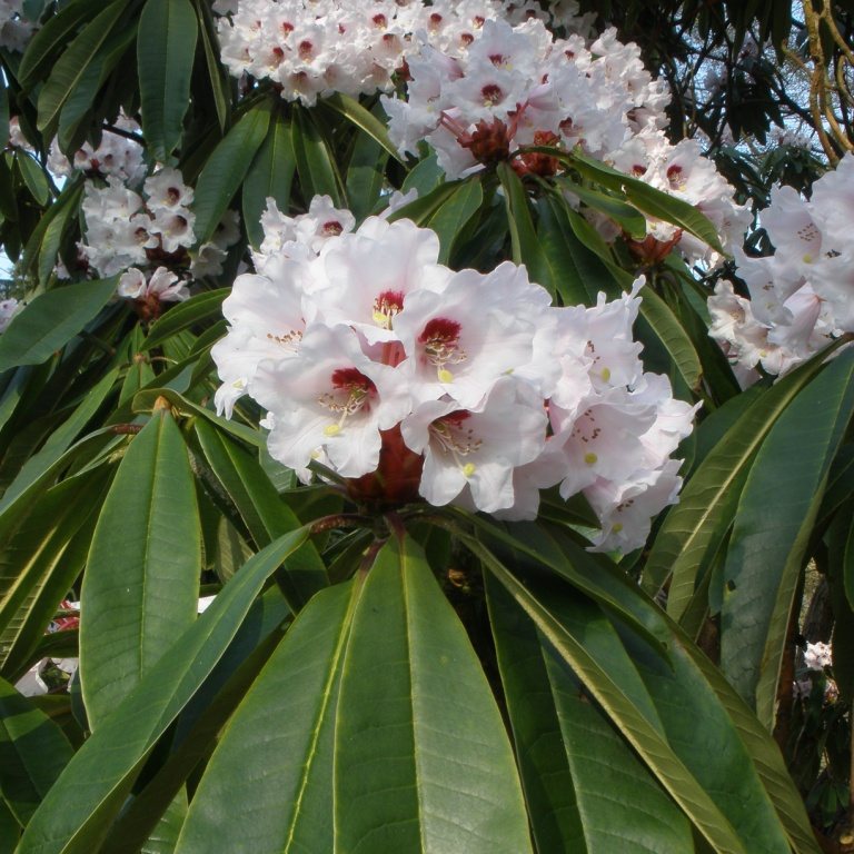 Rhododendron calophytum AGM - Buy calophytum Rhododendrons Online ...