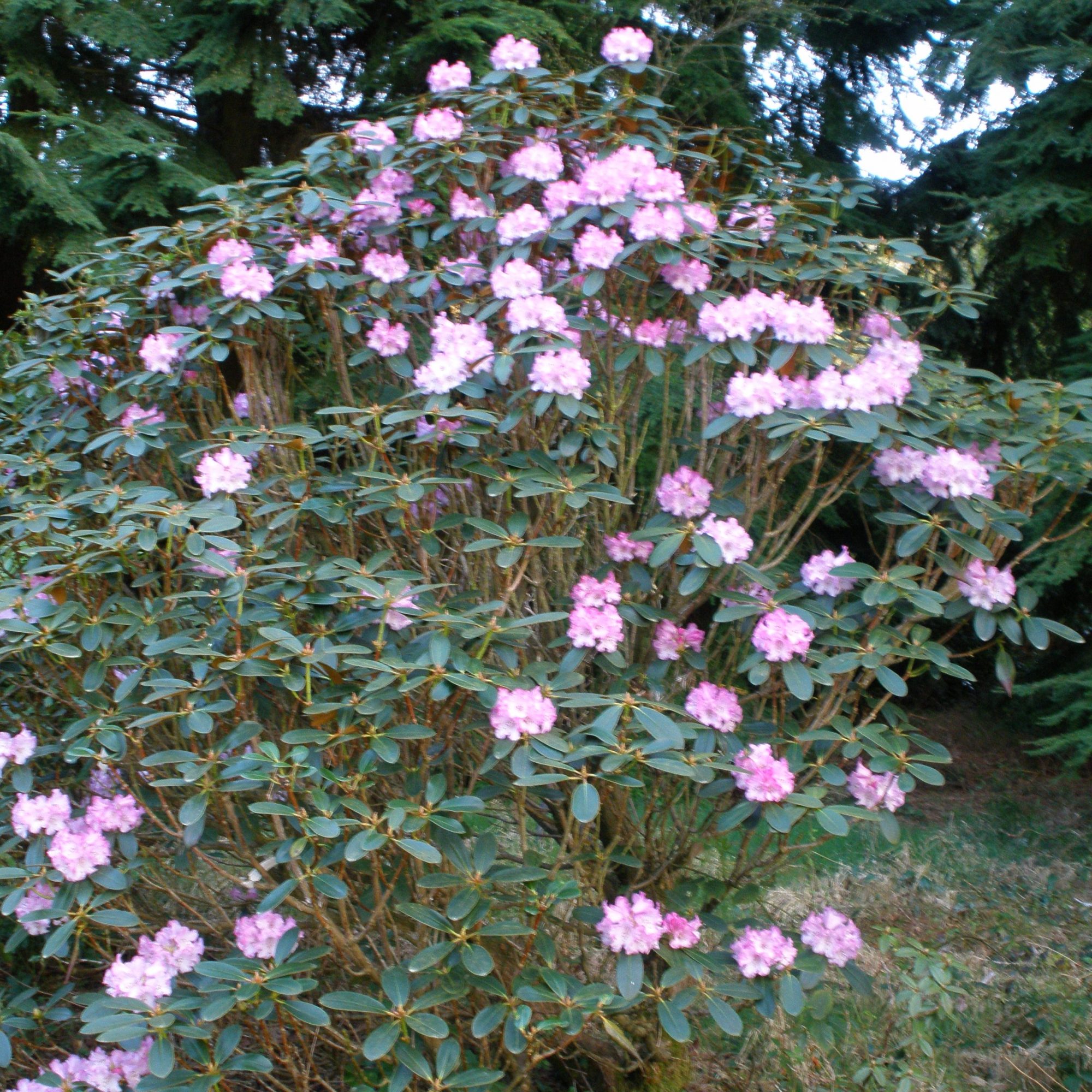 Rhododendron campanulatum - Buy campanulatum Rhododendrons Online ...