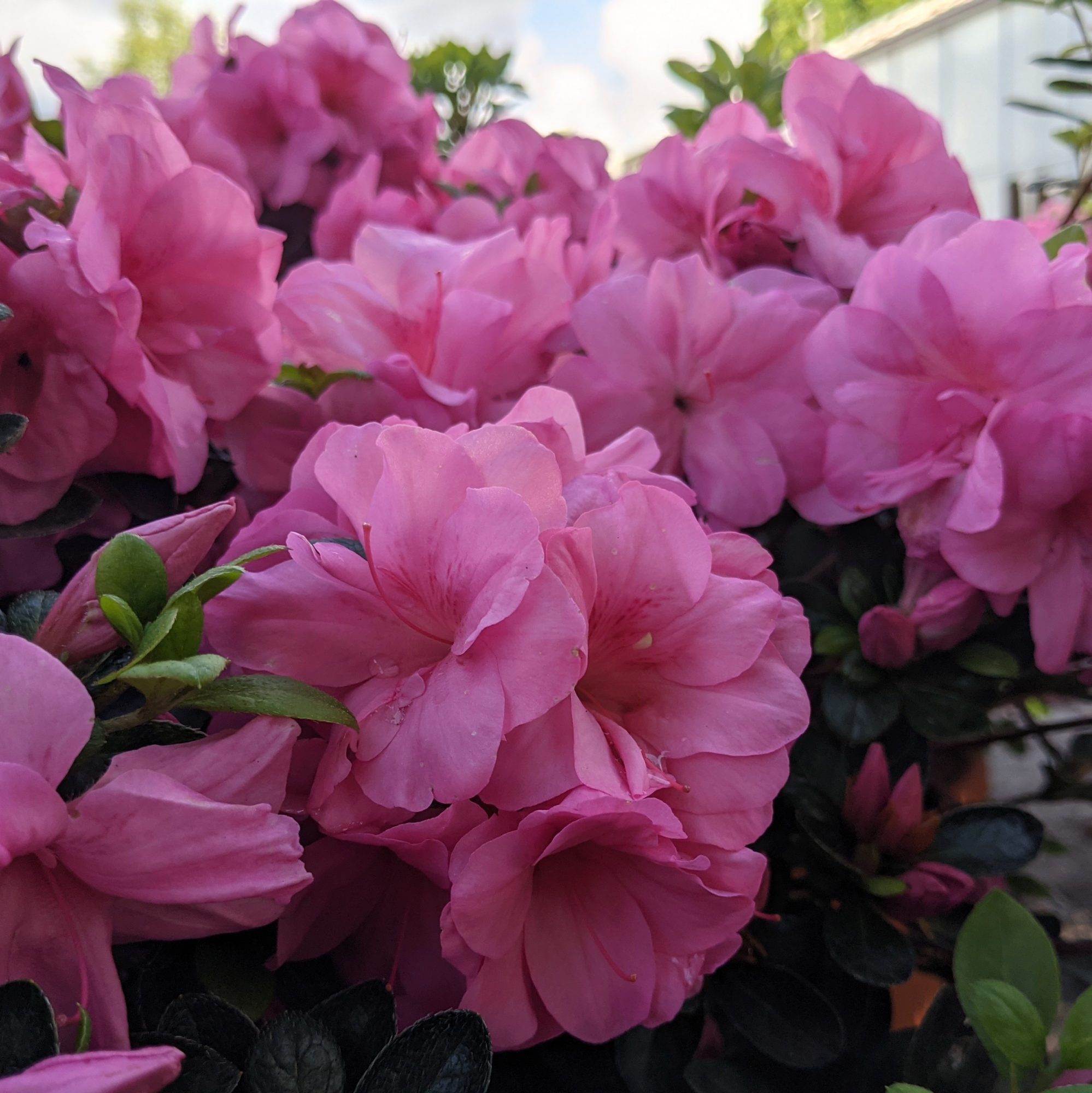 Evergreen Azalea Maria Elena - Evergreen Azaleas - Millais Nurseries