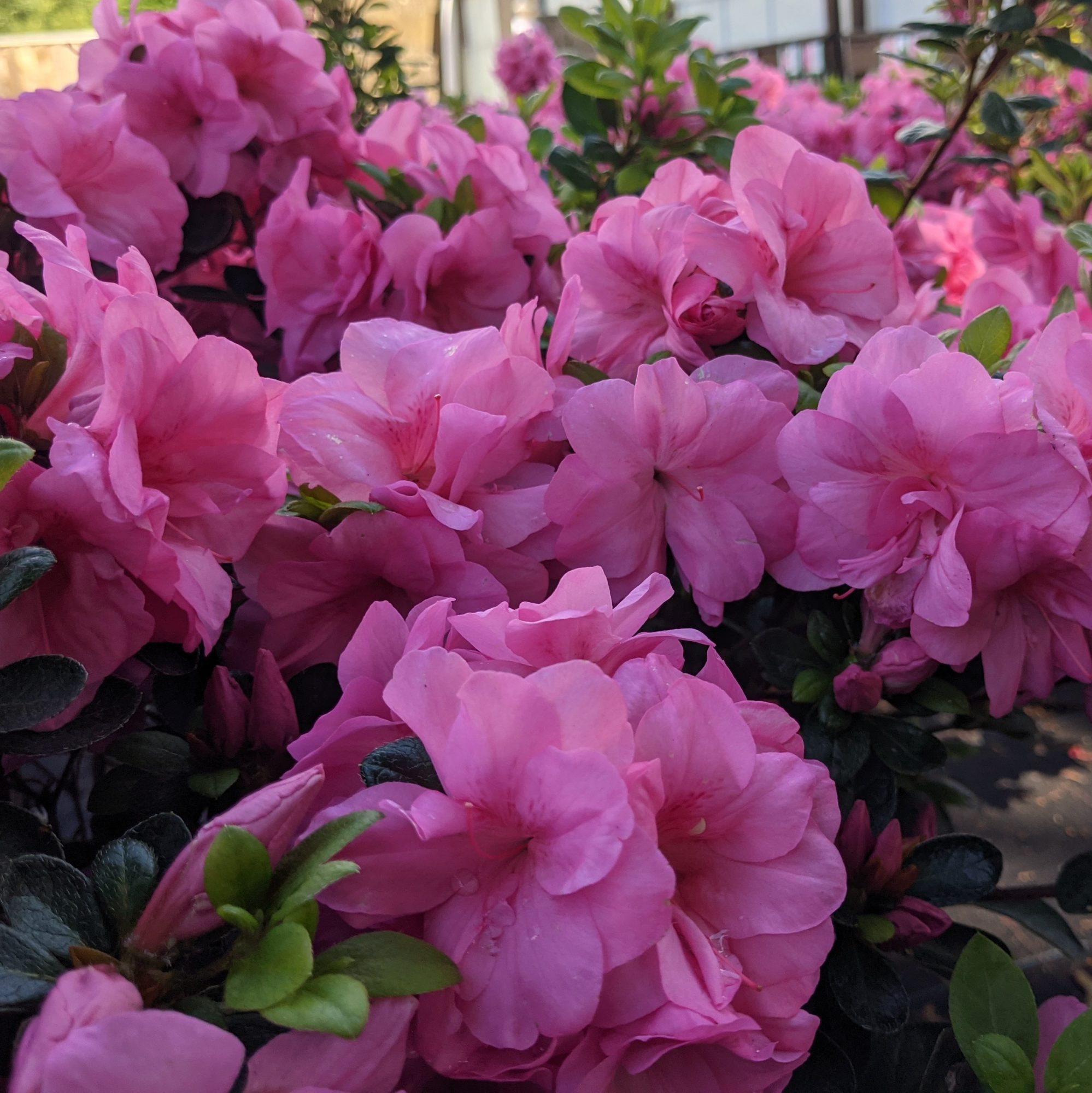 Evergreen Azalea Maria Elena - Evergreen Azaleas - Millais Nurseries