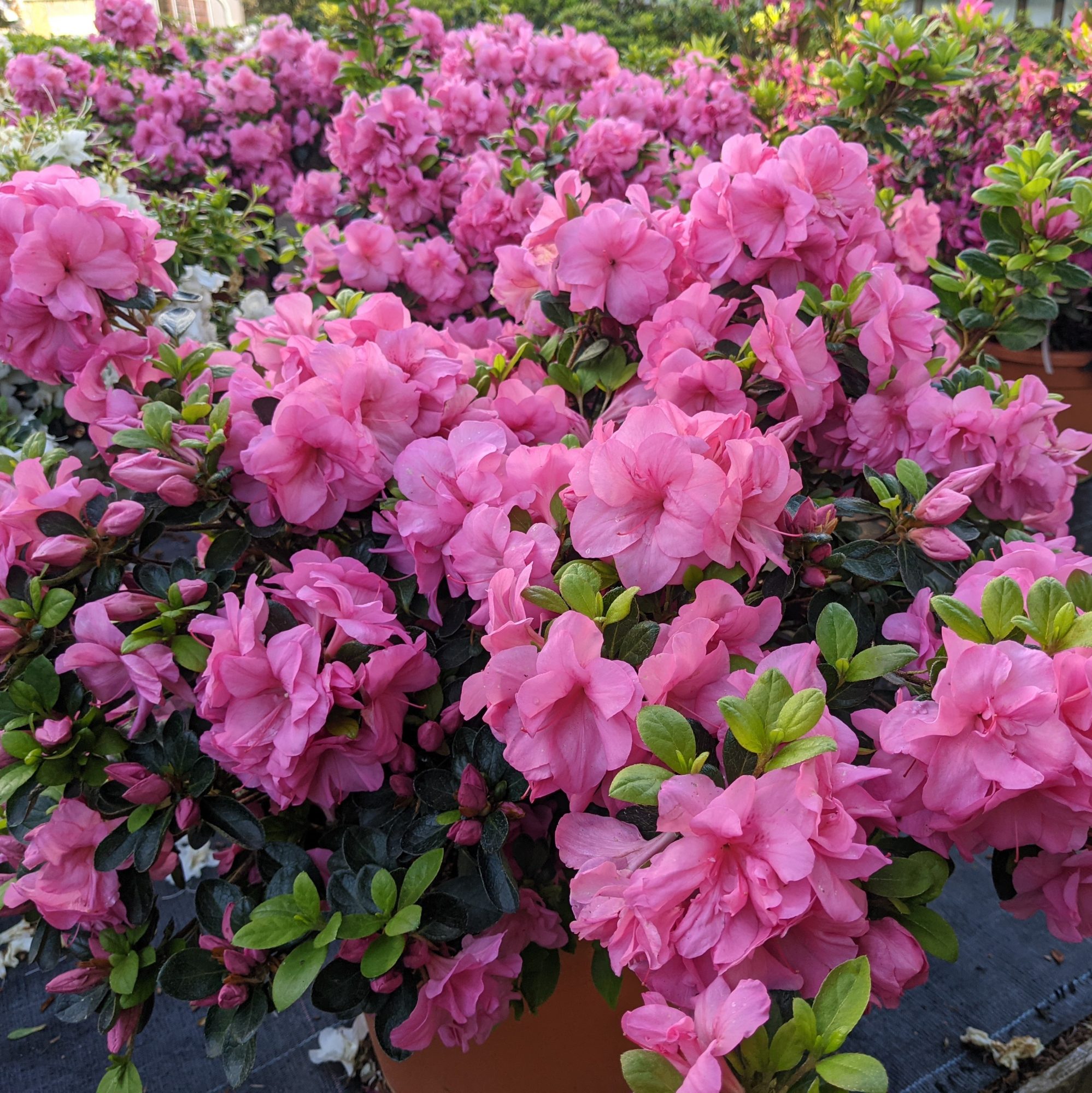 Evergreen Azalea Maria Elena - Evergreen Azaleas - Millais Nurseries