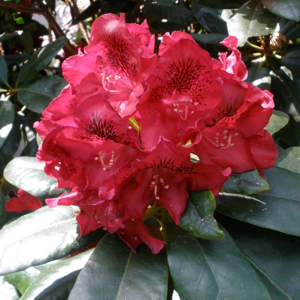 Rhododendron Cherry Kiss - Tall Hybrid Rhododendrons - Millais Nurseries