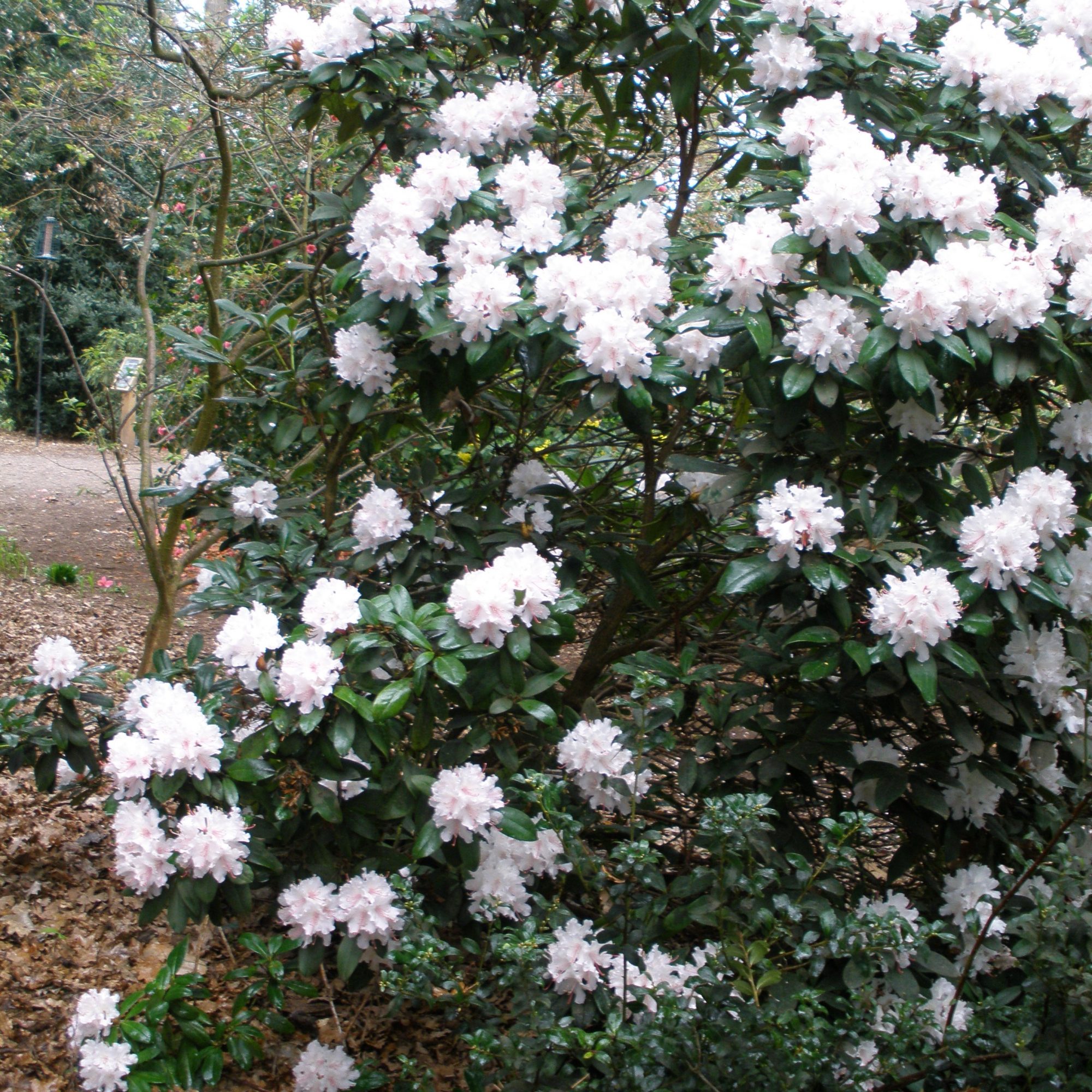 Rhododendron Christmas Cheer - Buy Christmas Cheer Rhododendrons Online ...
