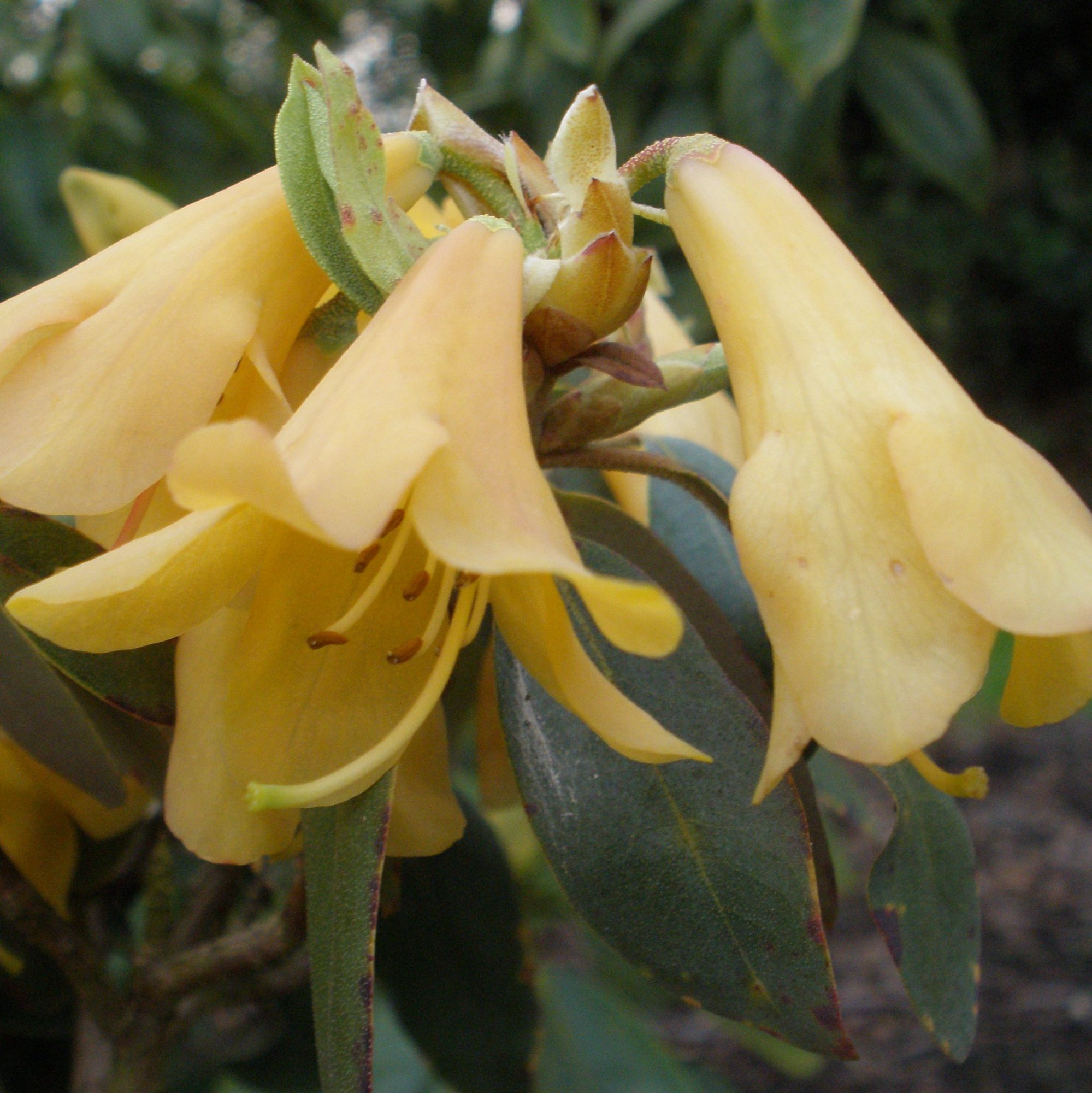 Rhododendron cinnabarinum xanthocodon - Buy cinnabarinum xanthocodon ...