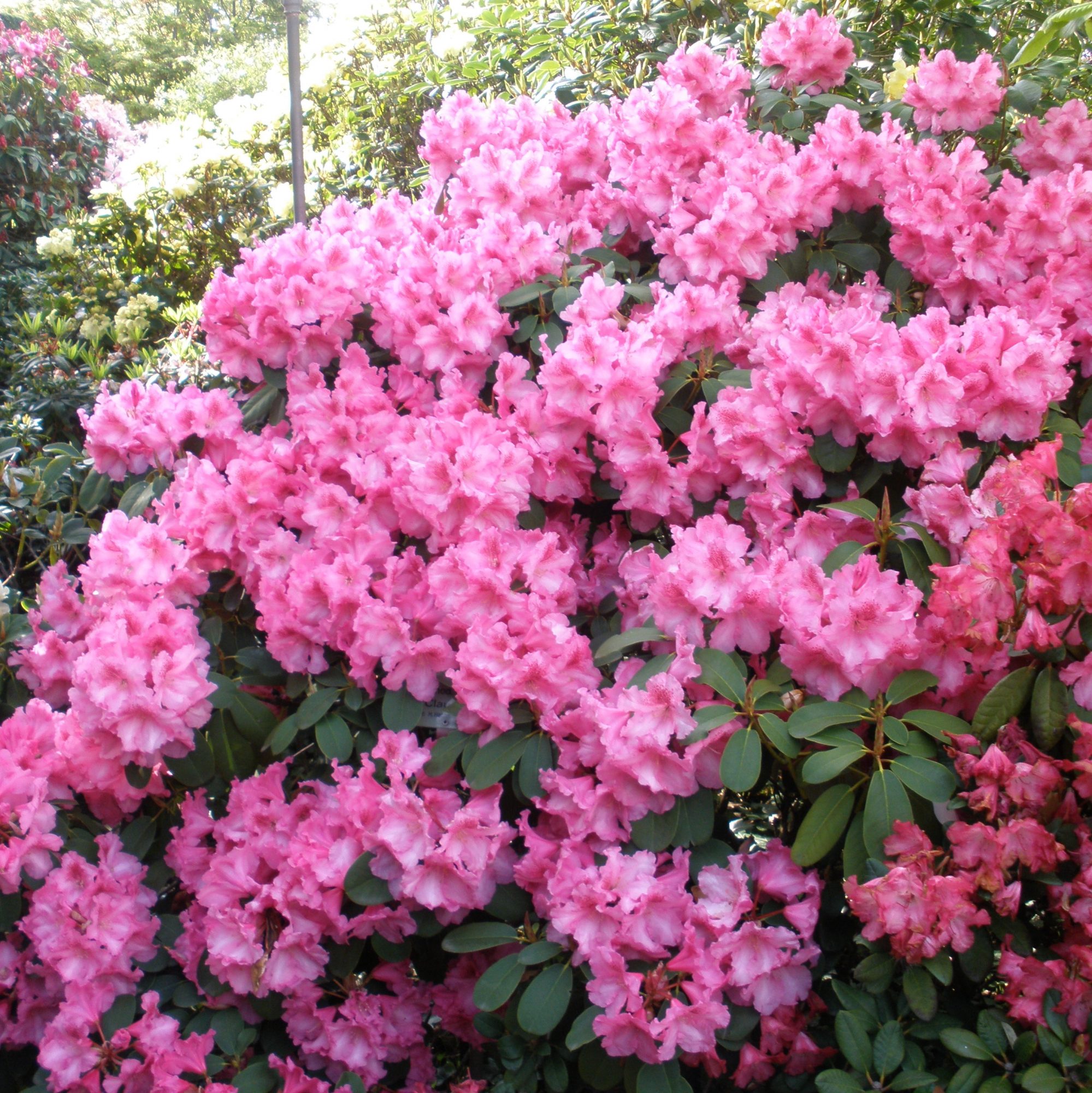 Rhododendron Claudine - Buy Claudine Rhododendrons Online - Millais ...