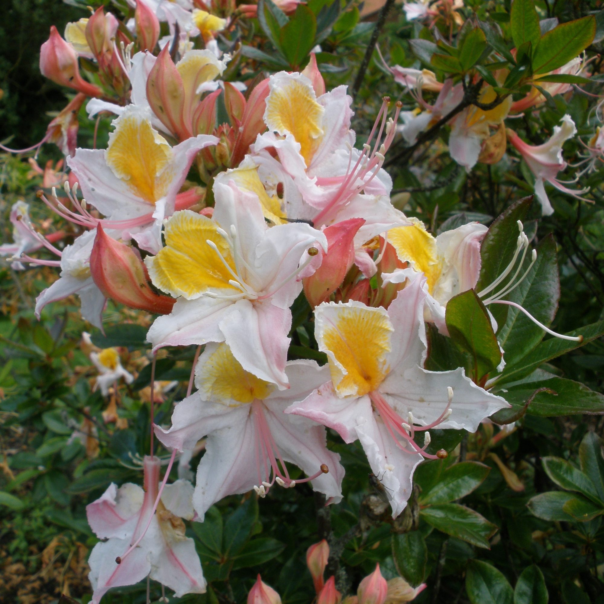 Deciduous Azalea occidentale (Palomar 402) - Deciduous Azaleas ...