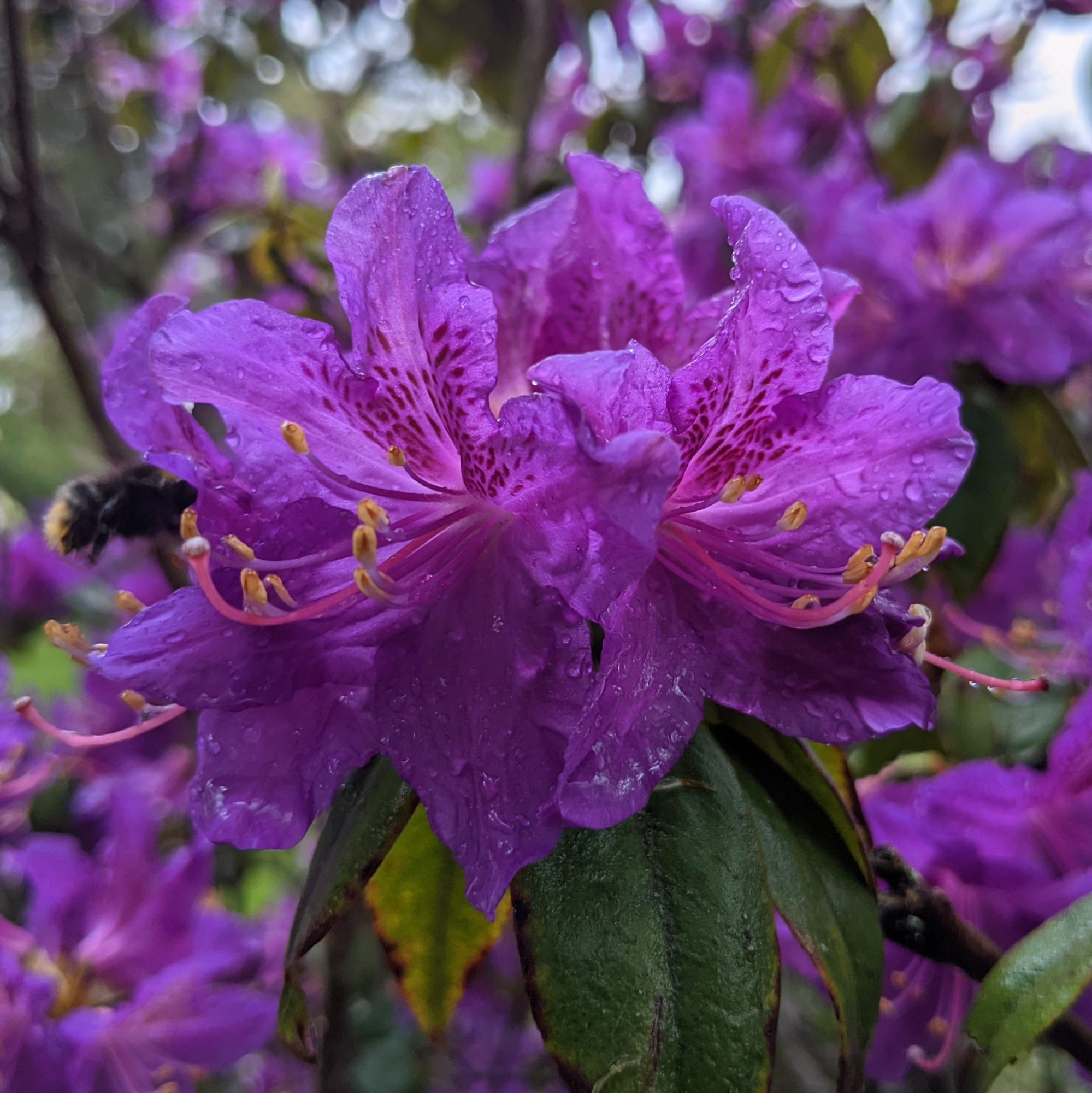 Rhododendron Contina - Buy Contina Rhododendrons online - Millais Nurseries