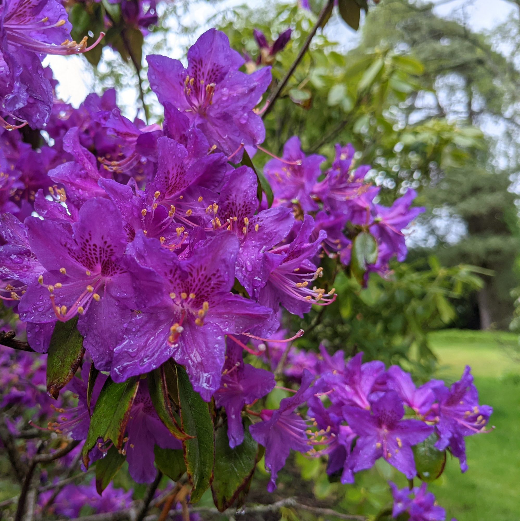 Rhododendron Contina - Buy Contina Rhododendrons online - Millais Nurseries
