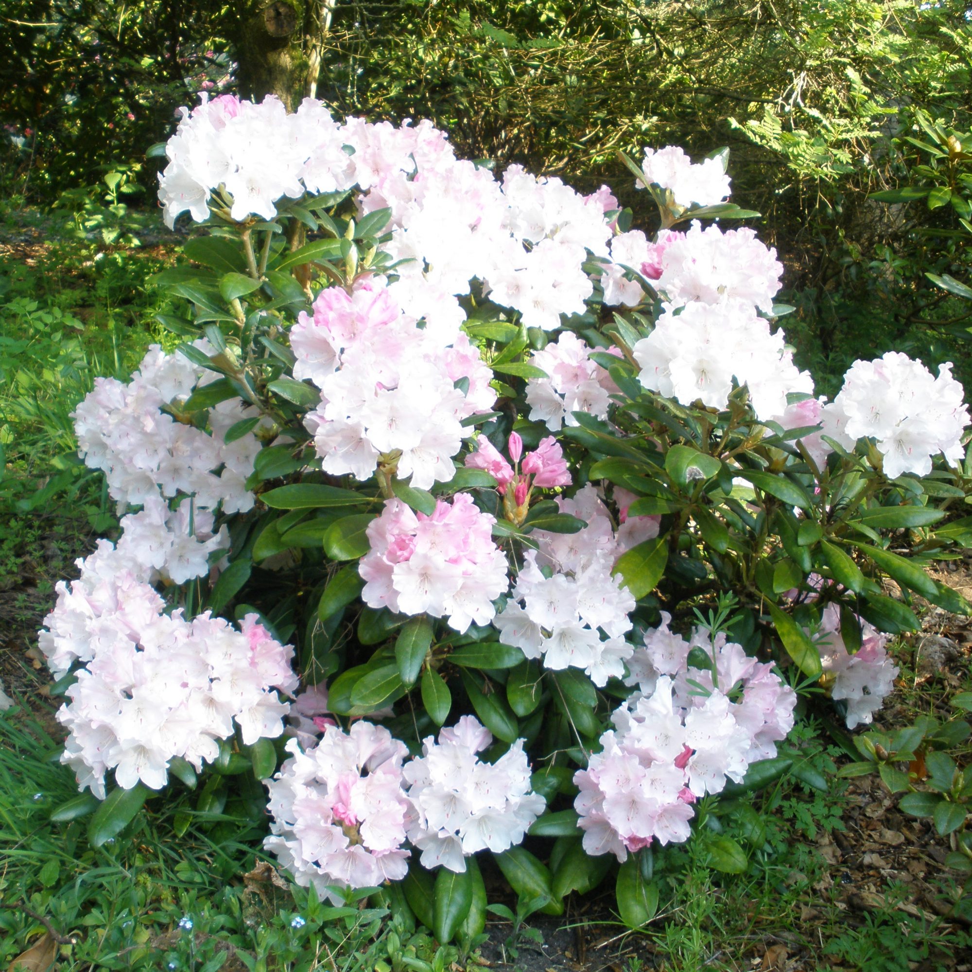 Crete Rhododendron AGM - Buy Crete yakushimanum Rhododendrons online ...