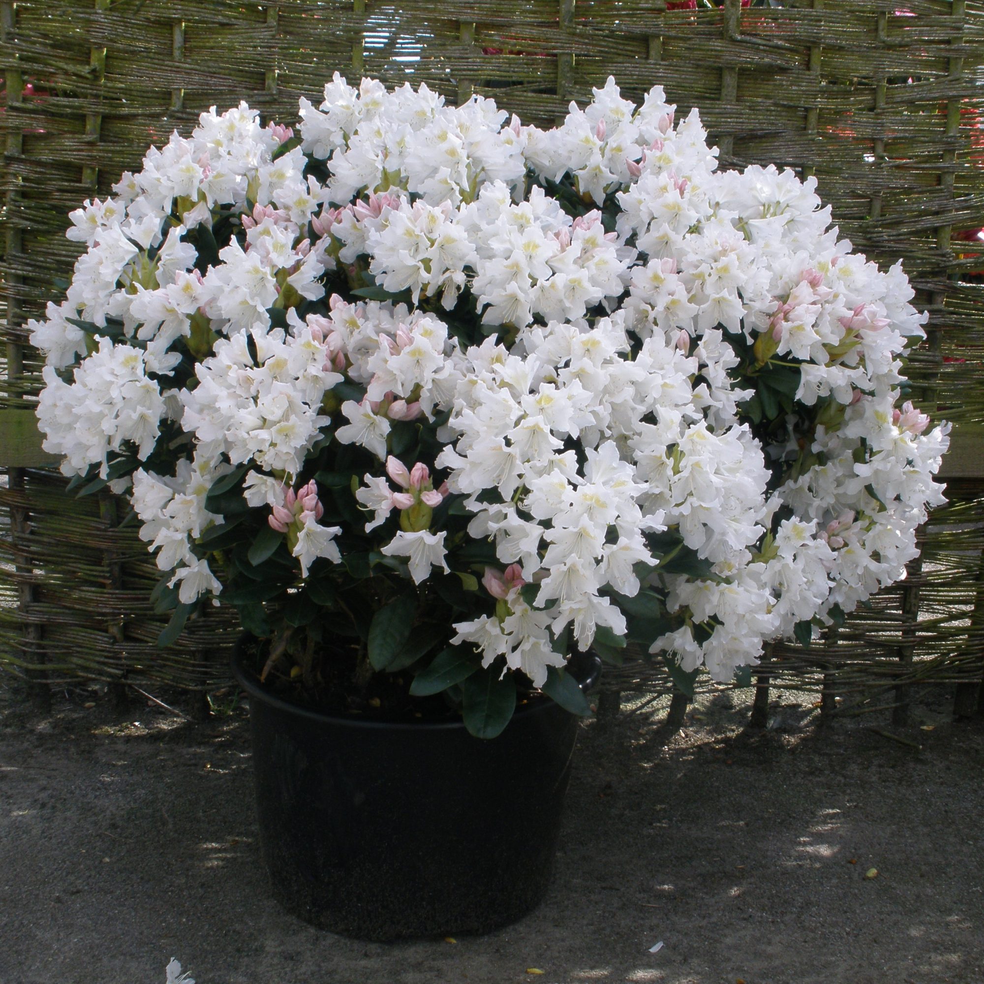 Rhododendron Cunninghams White Inkarho - Inkarho Rhododendrons Online ...