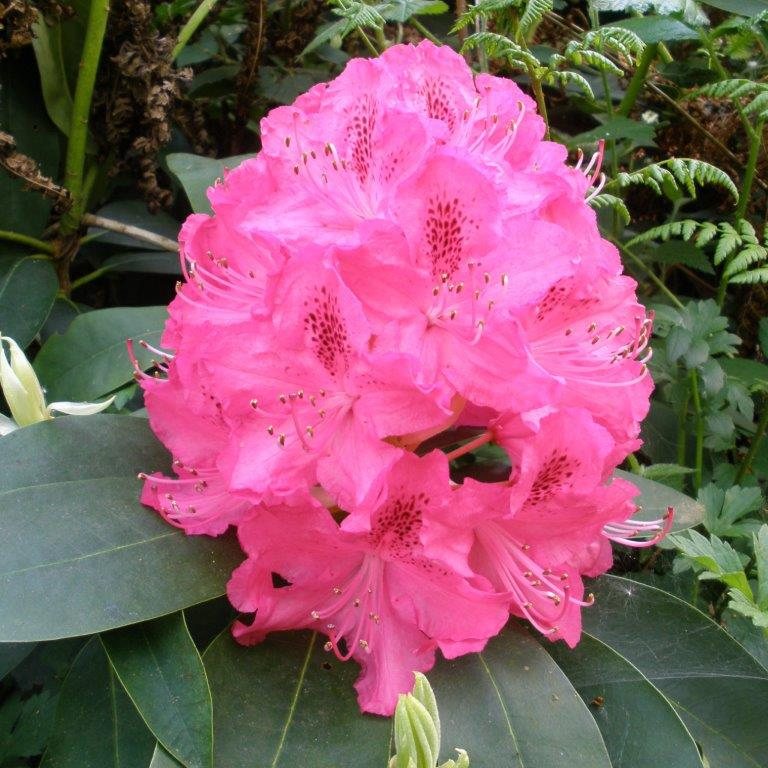Rhododendron Cynthia AGM - Buy Cynthia Rhododendrons Online - Millais ...