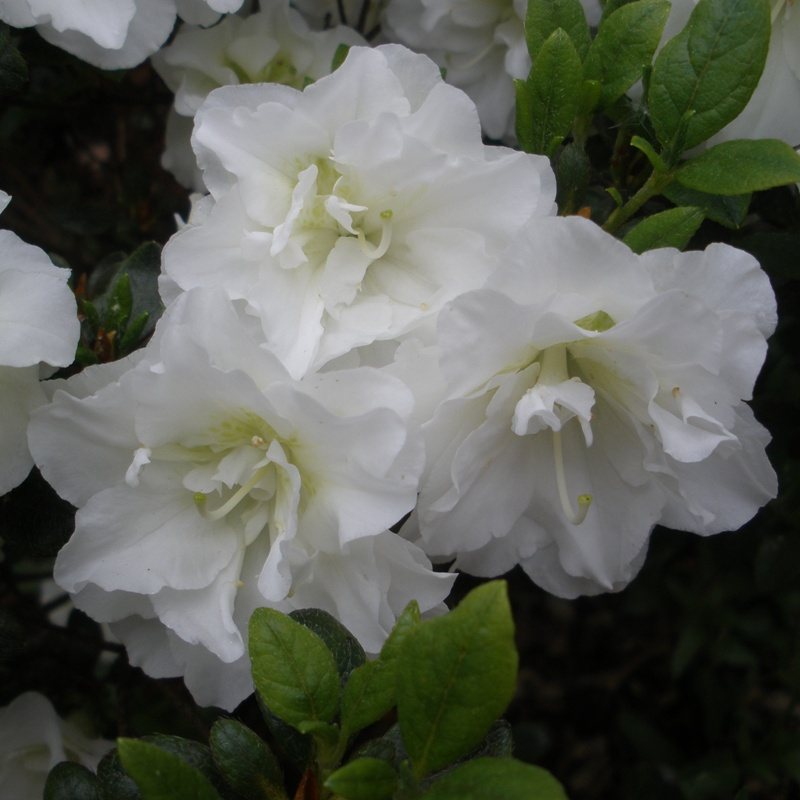 Azalea Schneeperle STANDARD - Buy Schneeperle Azaleas online - Millais ...