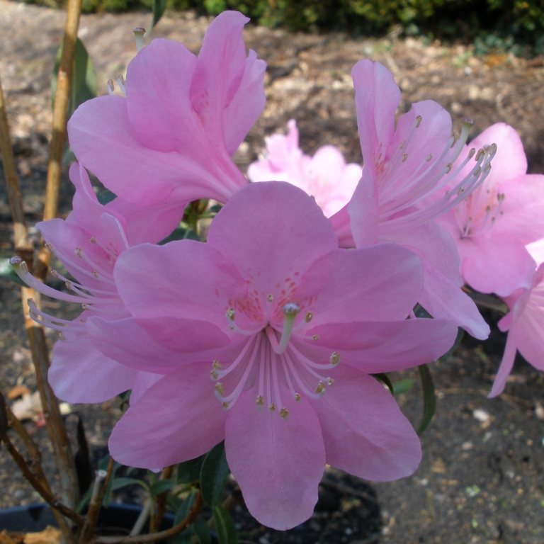 Rhododendron davidsonianum 'Ruth Lyons' AGM - Buy davidsonianum ...