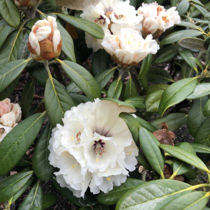 Millais Nurseries Rhododendron specialist - Millais Nurseries