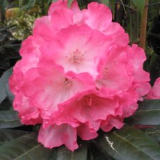 Buy Standard Rhododendrons on Tall Stems Online - Millais Nurseries