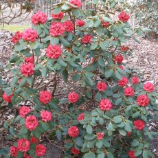 Buy Species Rhododendrons and Rhododendron Species Online - Millais ...