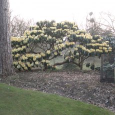 Lemon Dream Rhododendron - Buy Lemon Dream yakushimanums online ...