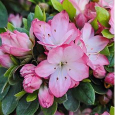 Azaleas, Evergreen Azaleas, Deciduous Azaleas - Millais Nurseries