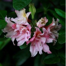 Azaleas, Evergreen Azaleas, Deciduous Azaleas - Millais Nurseries