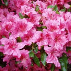 Azaleas, Evergreen Azaleas, Deciduous Azaleas - Millais Nurseries