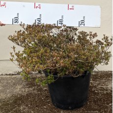 Azaleas, Evergreen Azaleas, Deciduous Azaleas - Millais Nurseries