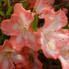 Azaleas, Evergreen Azaleas, Deciduous Azaleas - Millais Nurseries