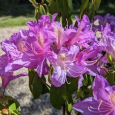 Rhododendron, Rhododendrons - Millais Nurseries