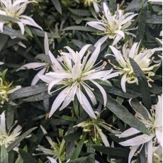 New Products - Millais Nurseries