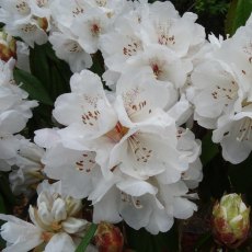 Specimen Hardy Hybrid Rhododendron - Buy Hedging Rhododendrons ...