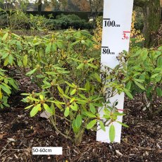Specimen Hardy Hybrid Rhododendron - Buy Hedging Rhododendrons ...