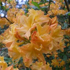 Azaleas, Evergreen Azaleas, Deciduous Azaleas - Millais Nurseries
