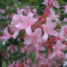 Azaleas, Evergreen Azaleas, Deciduous Azaleas - Millais Nurseries