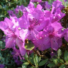 Buy Dwarf Rhododendrons and Alpine Rhododendrons Online - Millais Nurseries