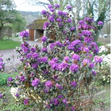 Ramapo Dwarf Rhododendrons - Buy Rhododendron Ramapo Online - Millais ...