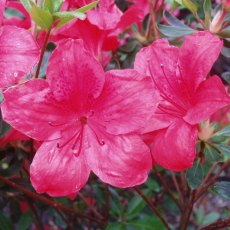 Azaleas, Evergreen Azaleas, Deciduous Azaleas - Millais Nurseries