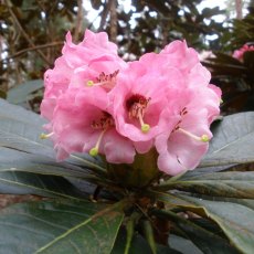 Buy Big Leaved Rhododendron Species and Species Rhododendrons Online ...