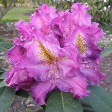 Specimen Hardy Hybrid Rhododendron - Buy Hedging Rhododendrons ...